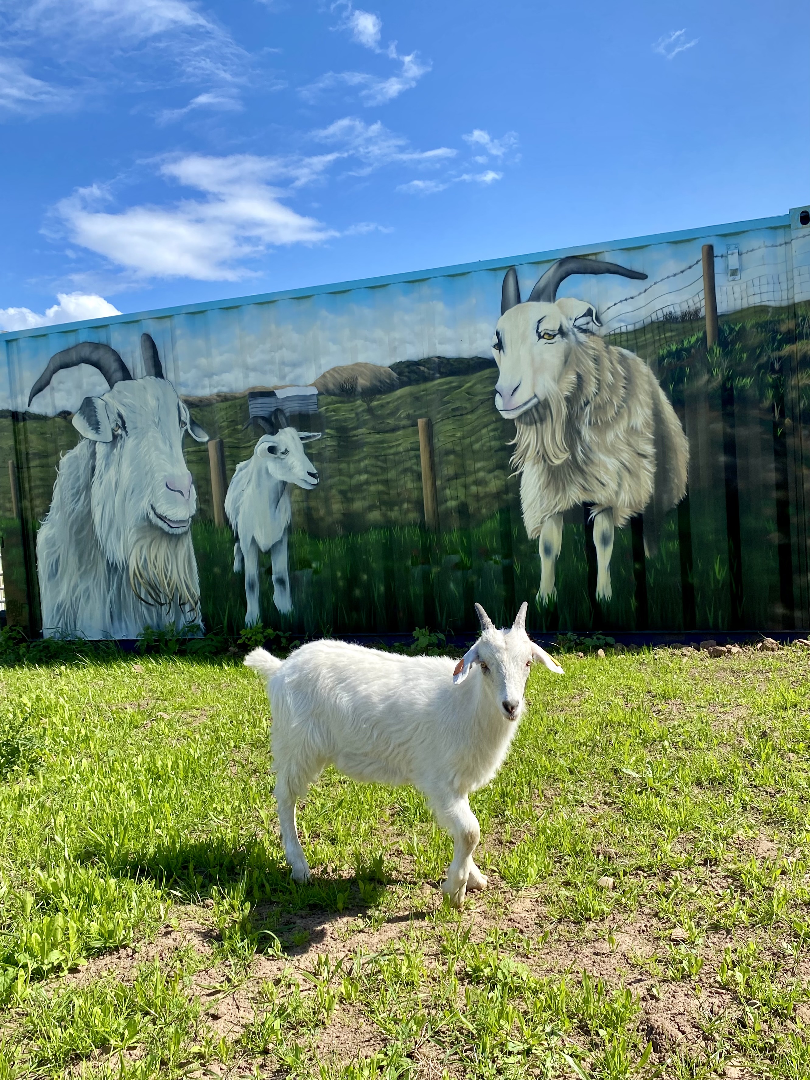 Lunan Bay Farm Tours - Scottish Cashmere Experience with Real Taste of ...